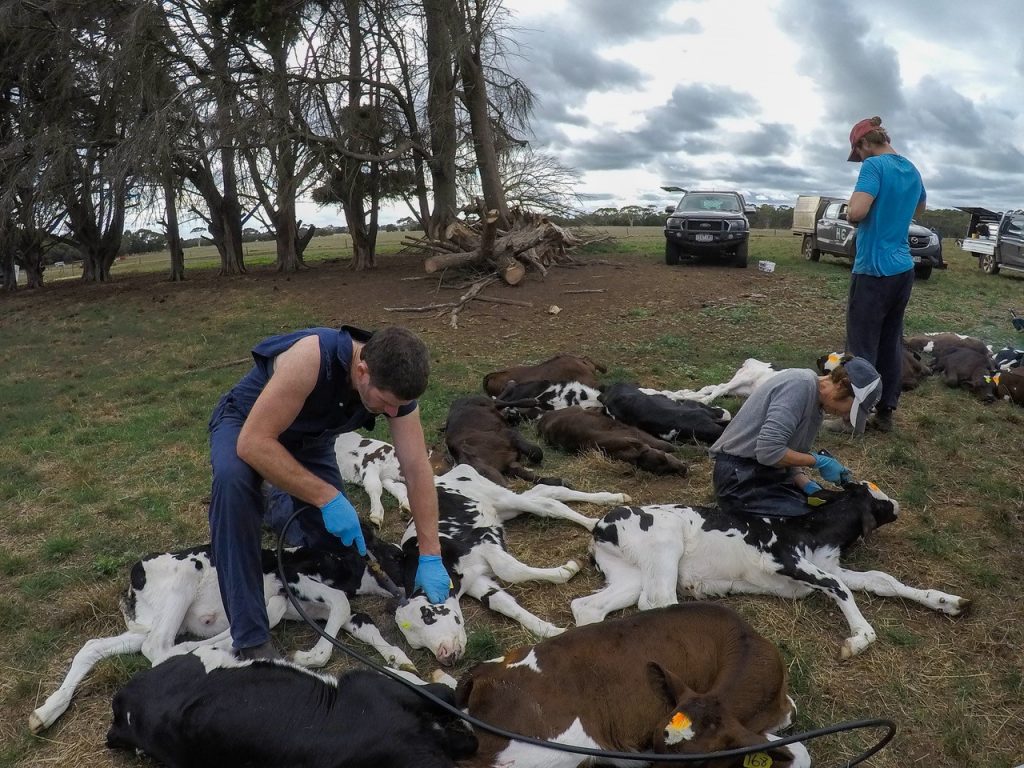Calf Disbudding – Hampden Veterinary Clinic