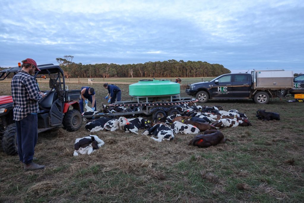 Calf Disbudding – Hampden Veterinary Clinic